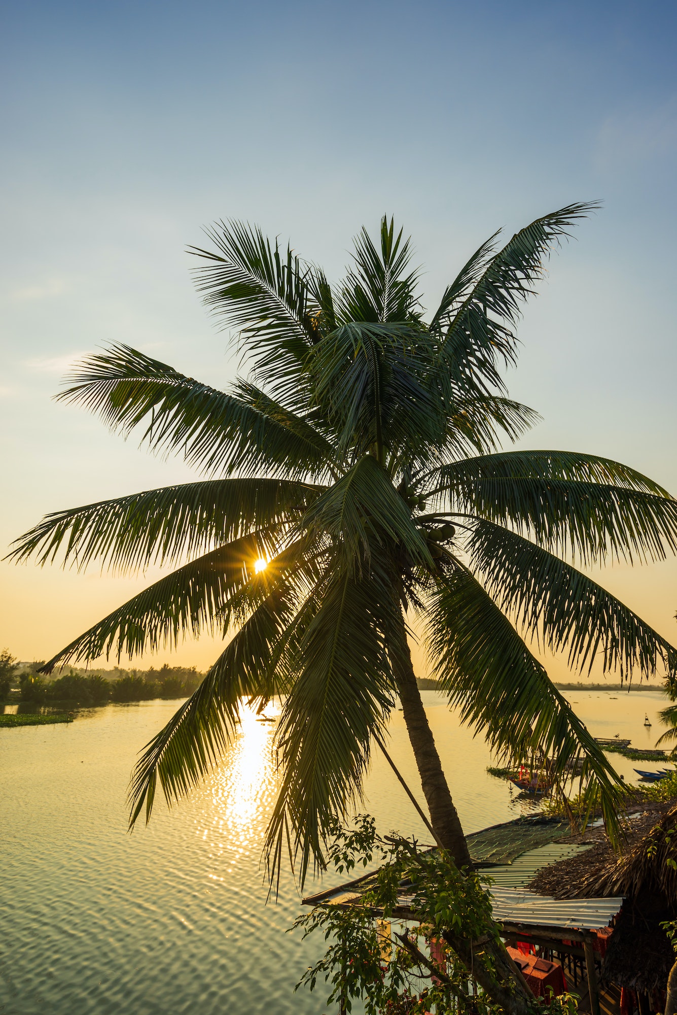 Coconut tree at the resort - Manado Adventure Diving Center