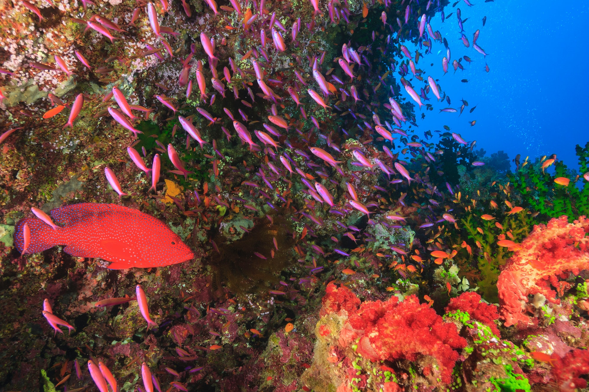 Colorful fish swimming in coral reef - Manado Adventure Diving Center