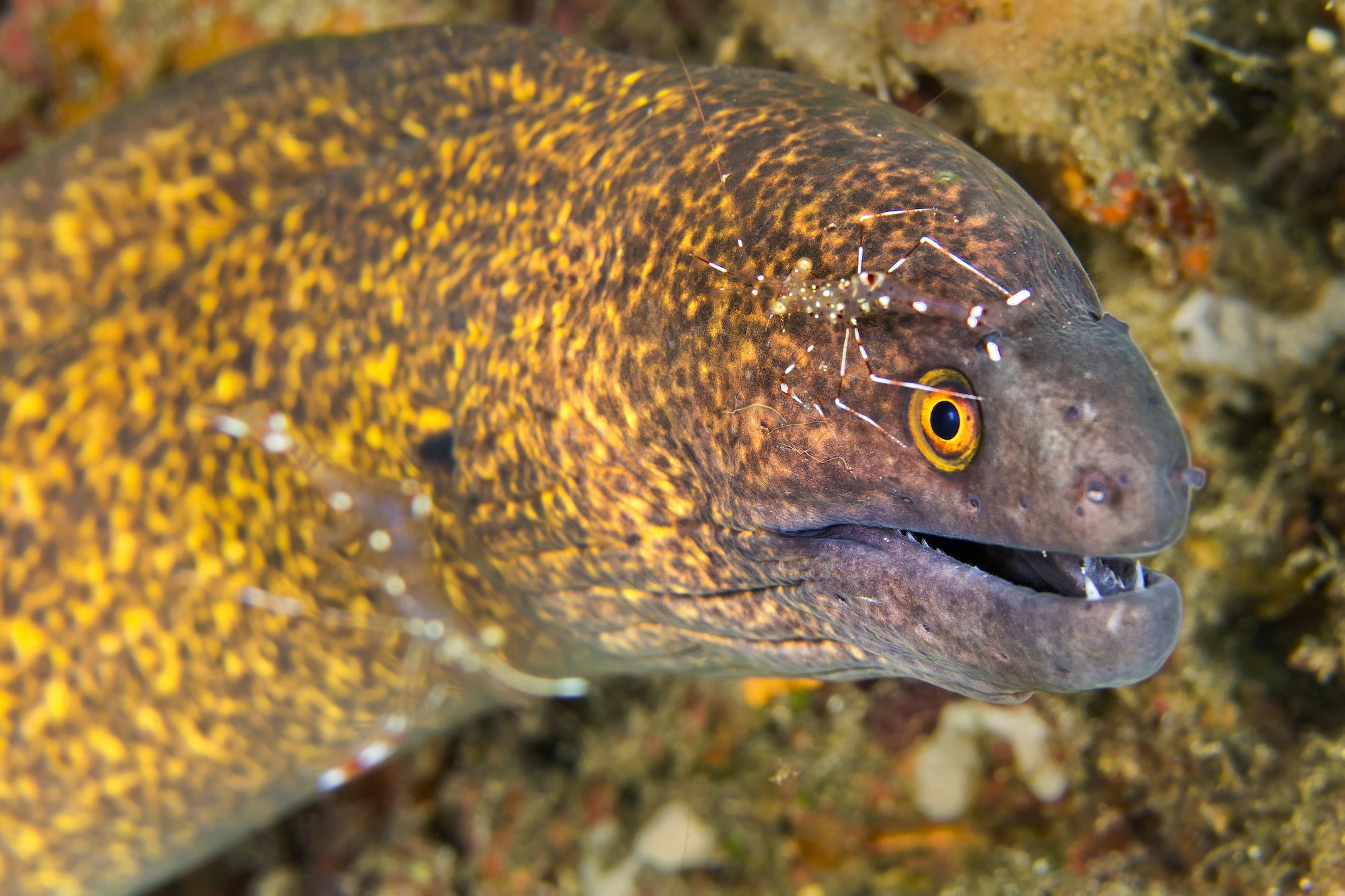 Giant Moray with Cleaner Shrimp, Lembeh, North Sulawesi, Indonesia ...