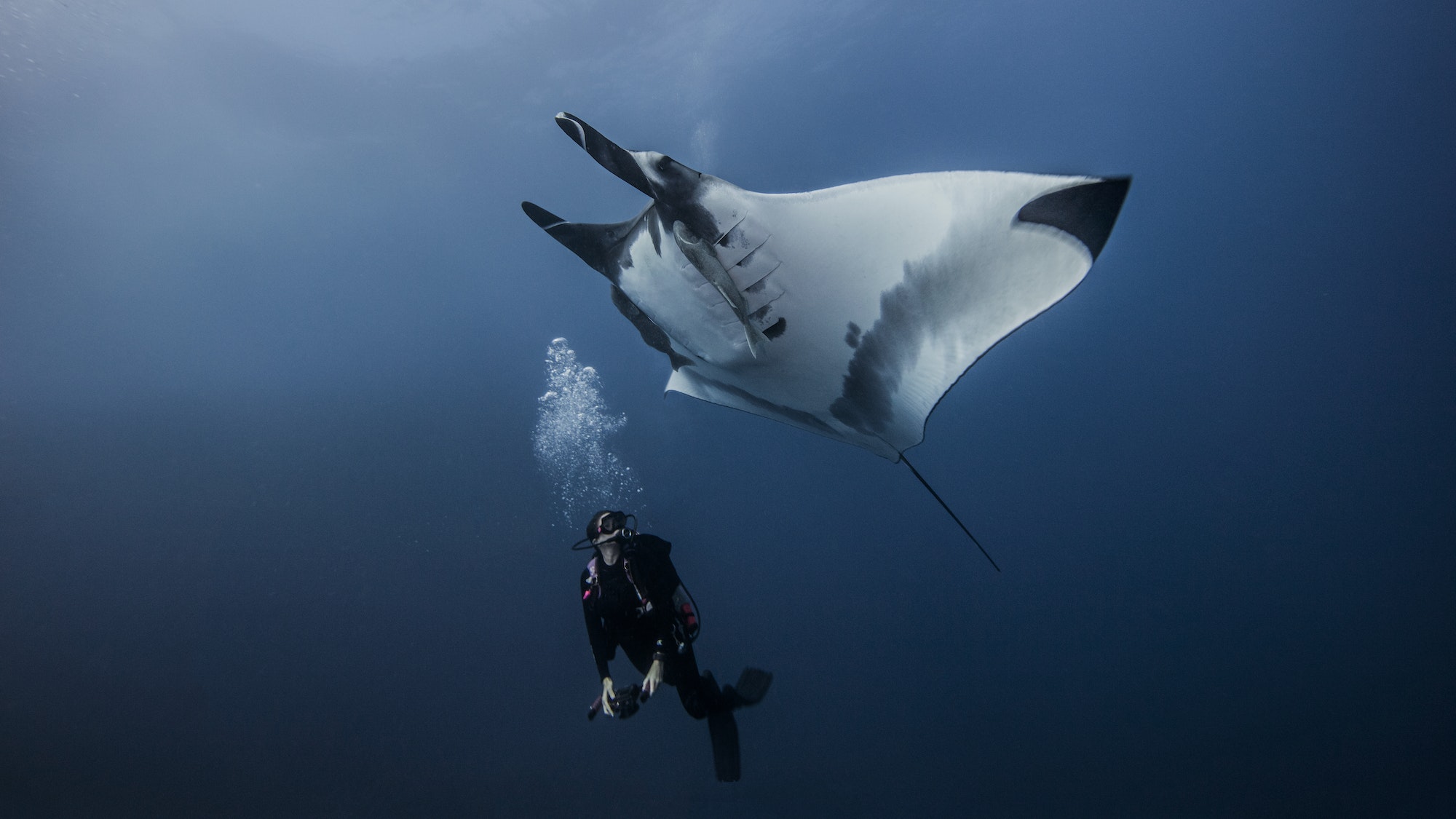 Giant Ocean Manta Ray with scuba diver at Roca Partida Island, Socorro ...