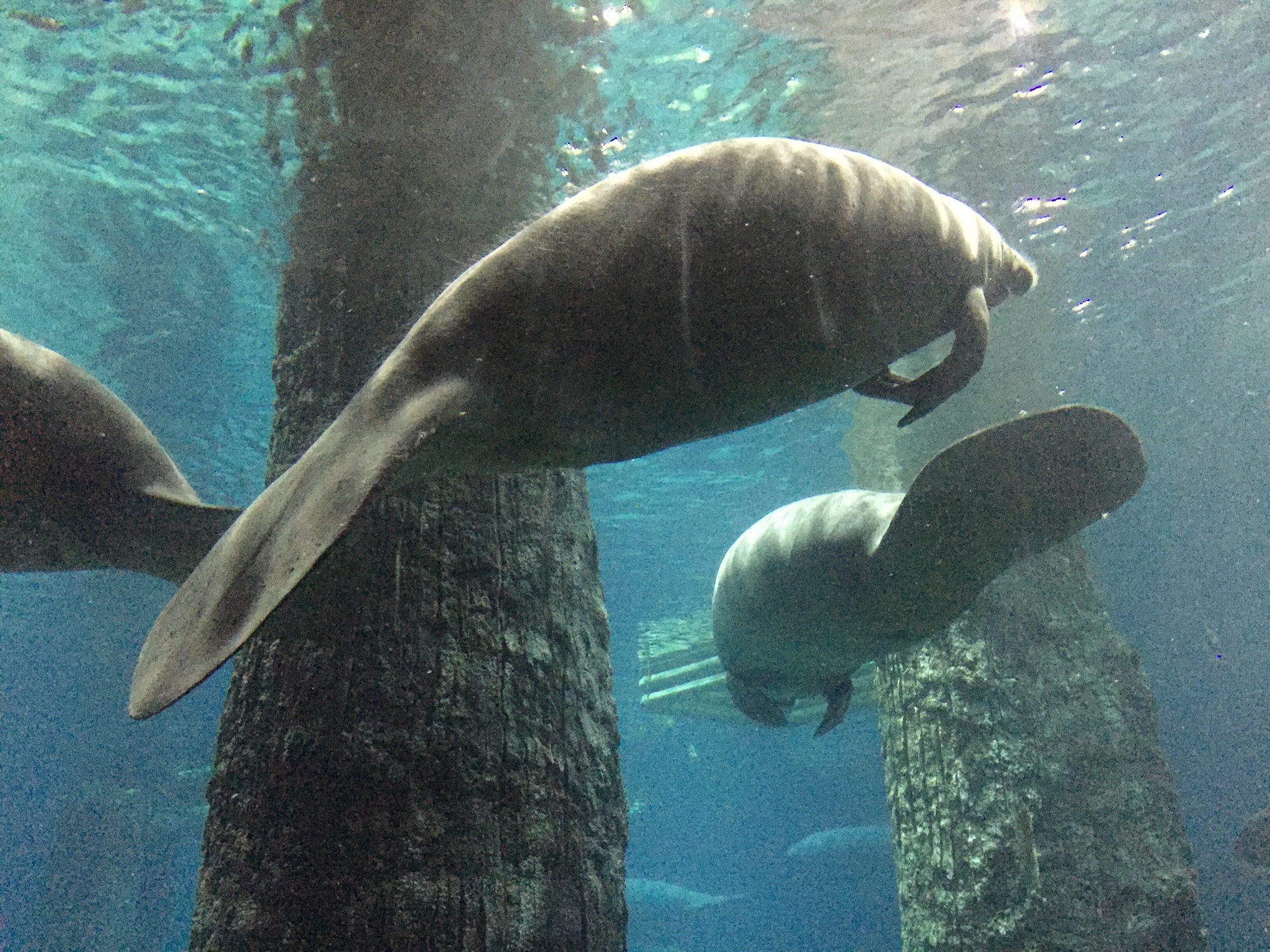 Manatees swimming - Manado Adventure Diving Center