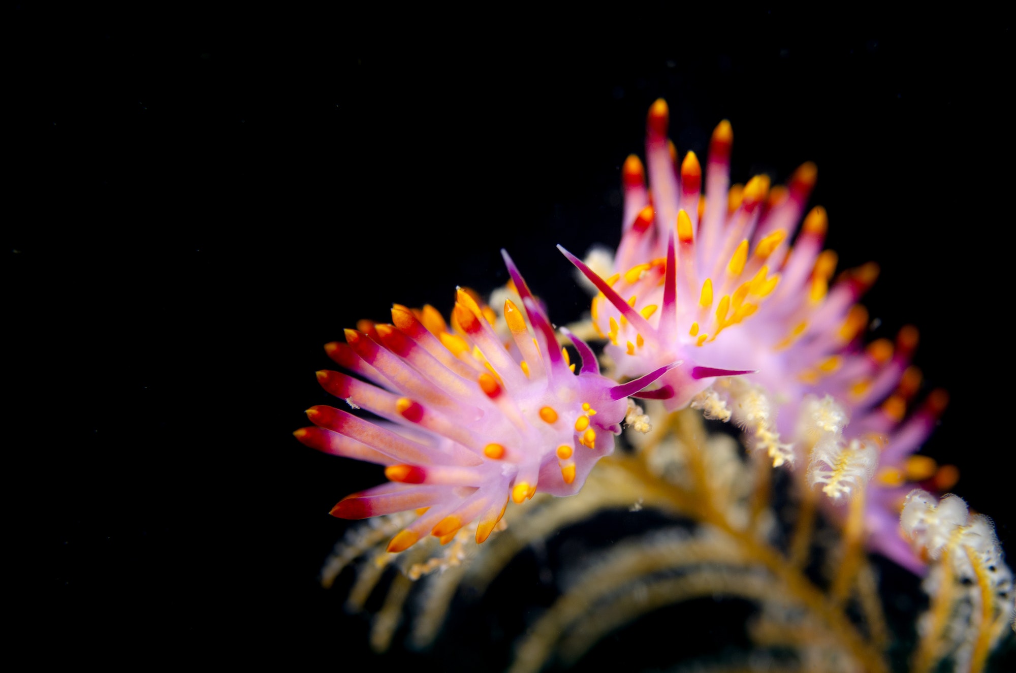 Nudibranch (sea slug) in soft coral - Manado Adventure Diving Center