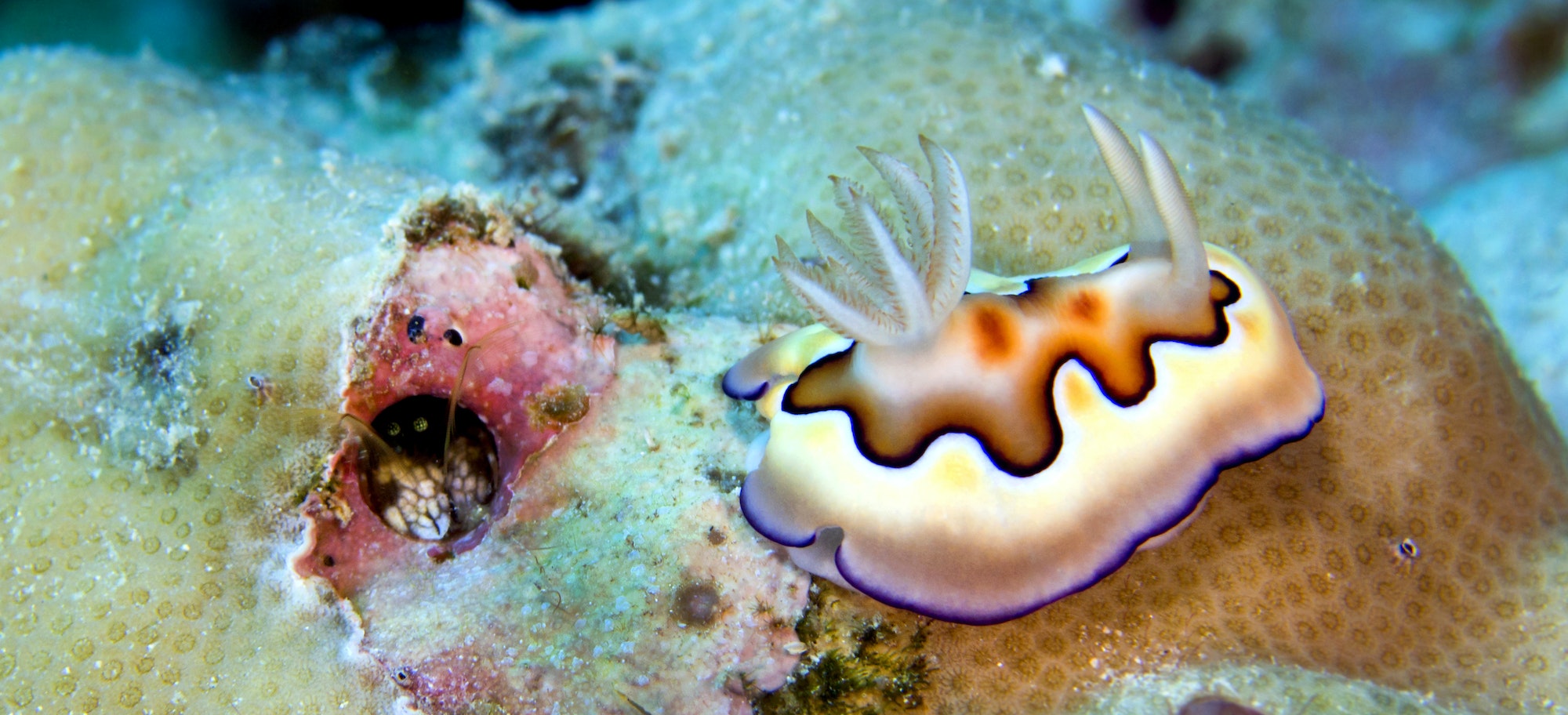 Sea Slug, Bunaken National Marine Park, Indonesia - Manado Adventure ...