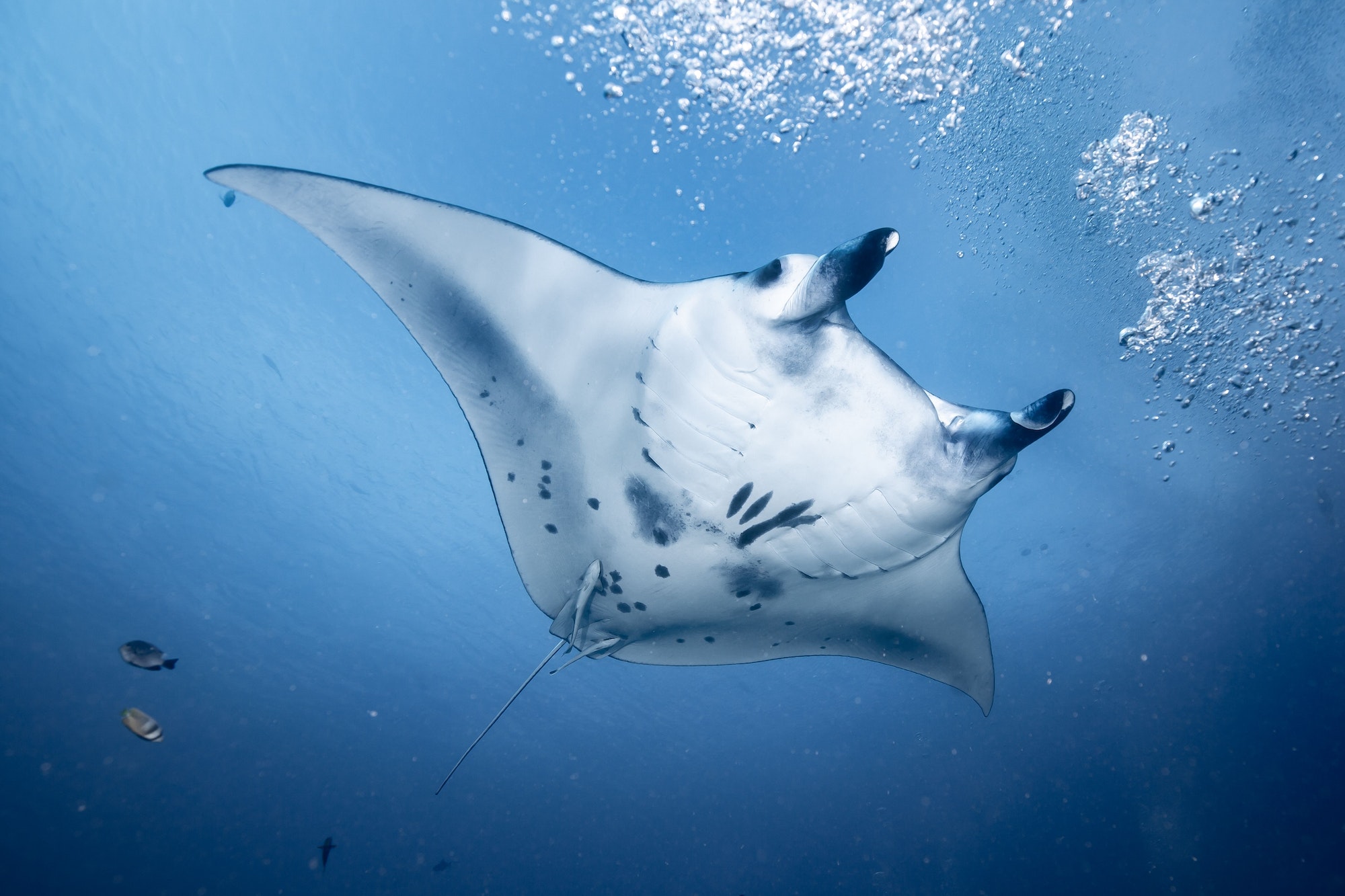 White Reef manta ray swimming in the deep underwater - Manado Adventure ...